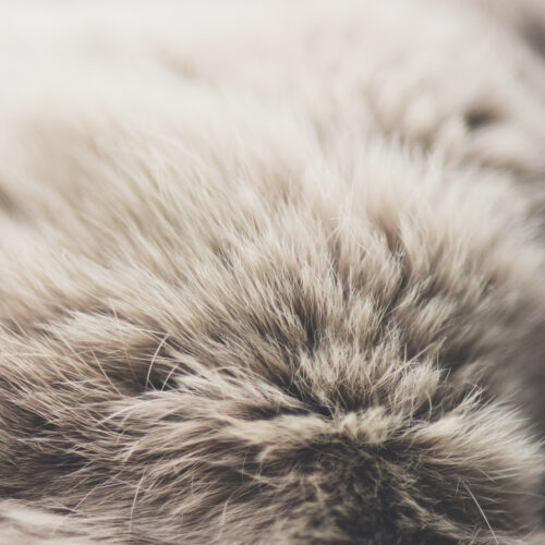How to Sew Rabbit Fur – Mother Earth News